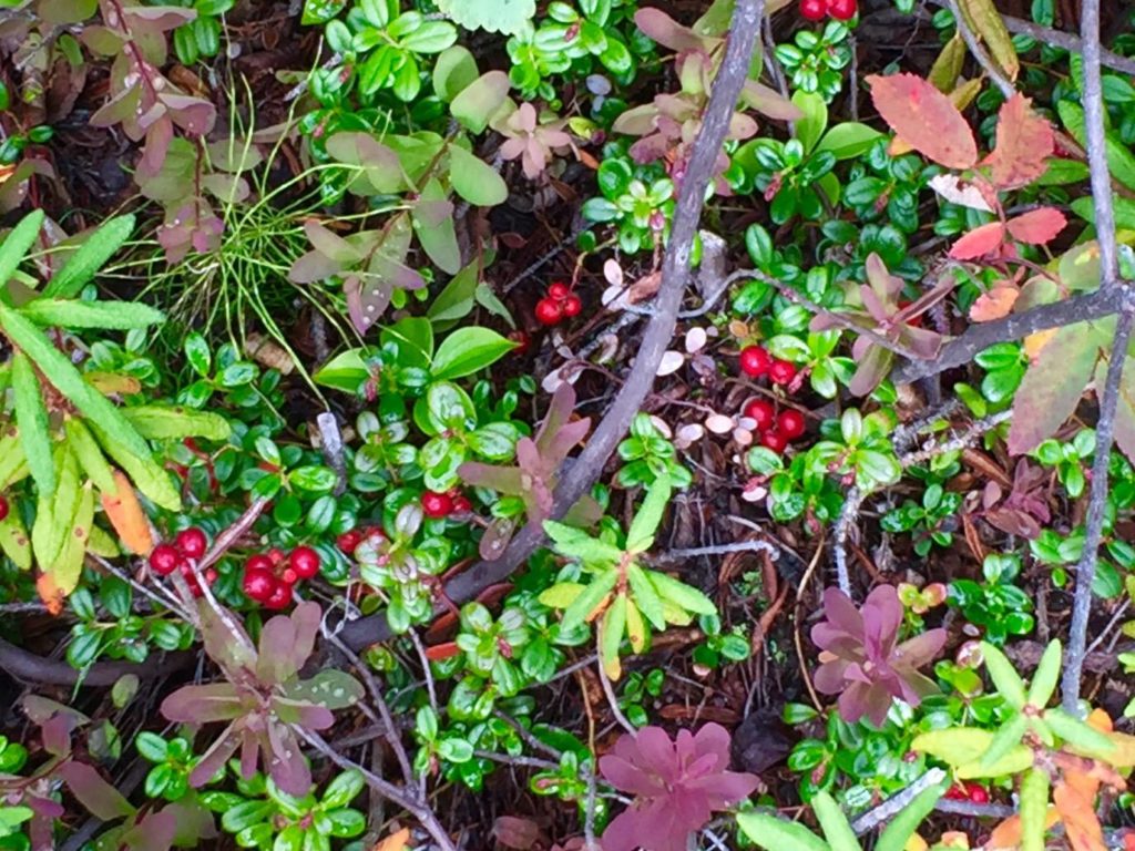 Local Plants | Whitehorse Tours