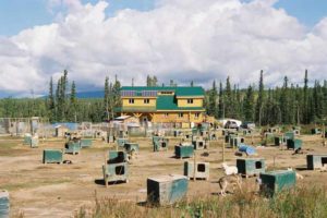 Muktuk Adventures | Whitehorse Tours