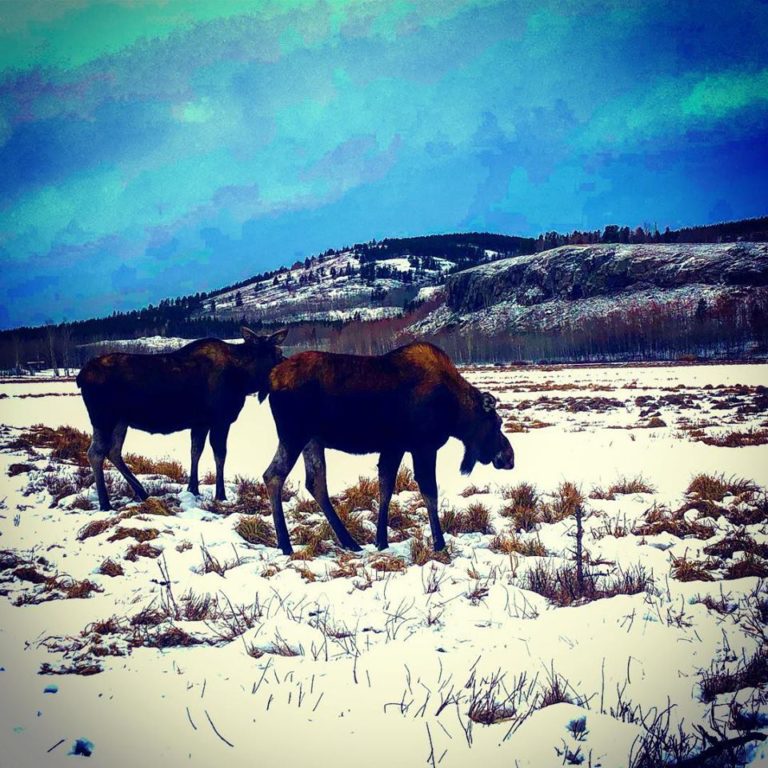 Yukon Wildlife Preserve and/or Eclipse Nordic Hot Springs | Whitehorse ...