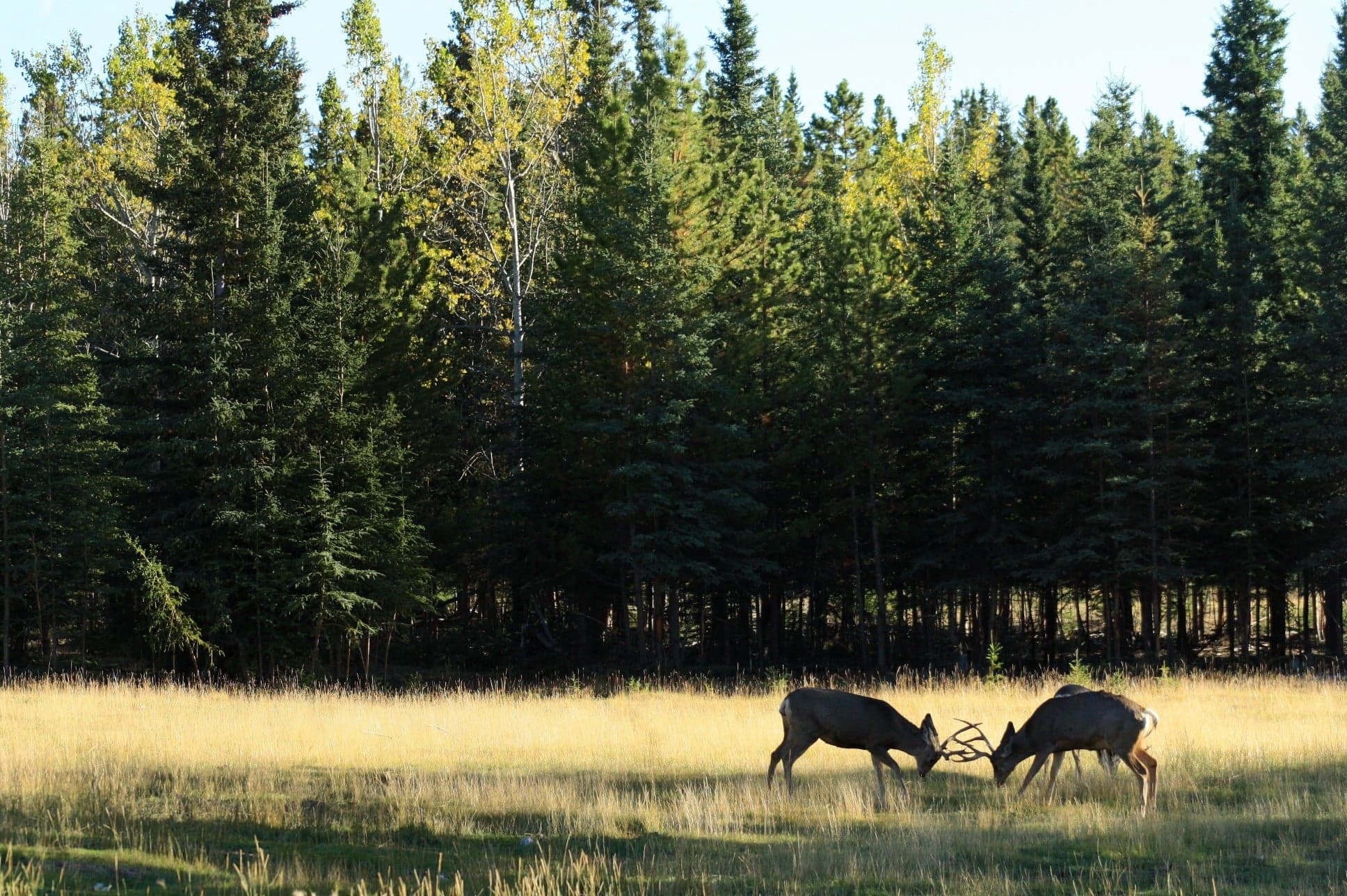 Yukon Wildlife Preserve – Deer | Whitehorse Tours