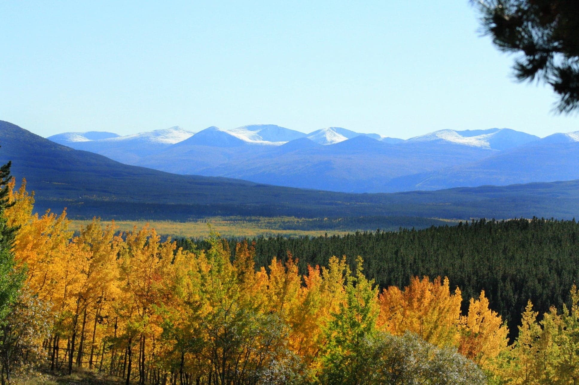 Yukon Wildlife Preserve – Fall | Whitehorse Tours